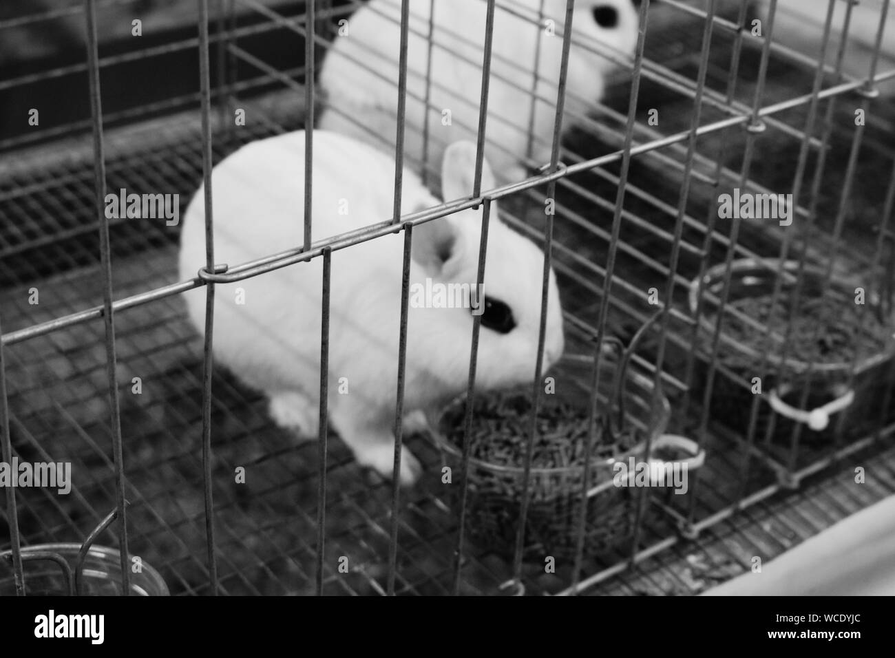 Trapped rabbit hi-res stock photography and images - Alamy