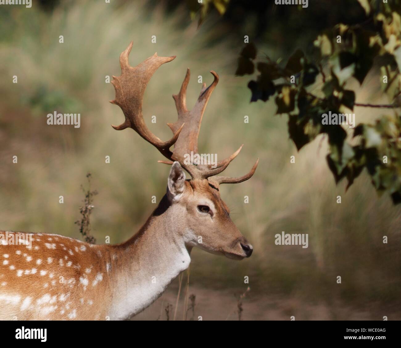 Profile of stag hi-res stock photography and images - Alamy