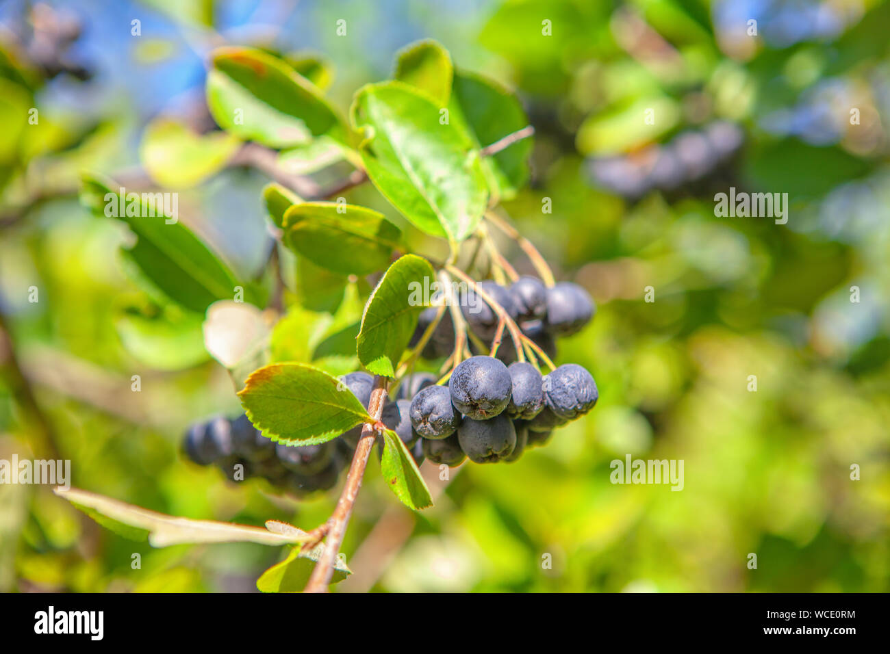Black rowan berries on the tree Stock Photo - Alamy