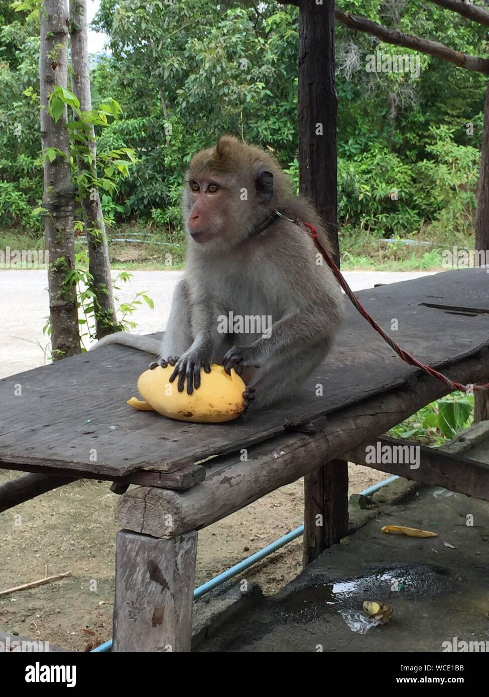 Monkey Holding Fruit High Resolution Stock Photography and Images - Alamy