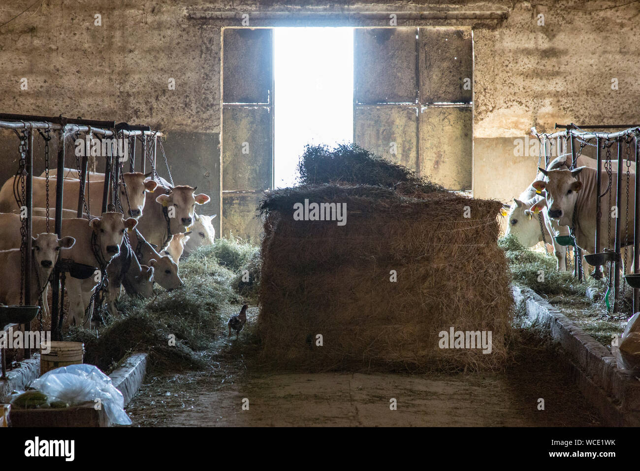 Cattle barn hi-res stock photography and images - Alamy