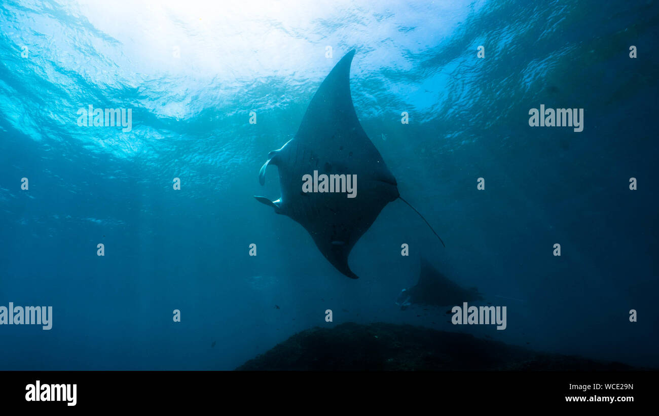 Manta ray swimming hi-res stock photography and images - Alamy