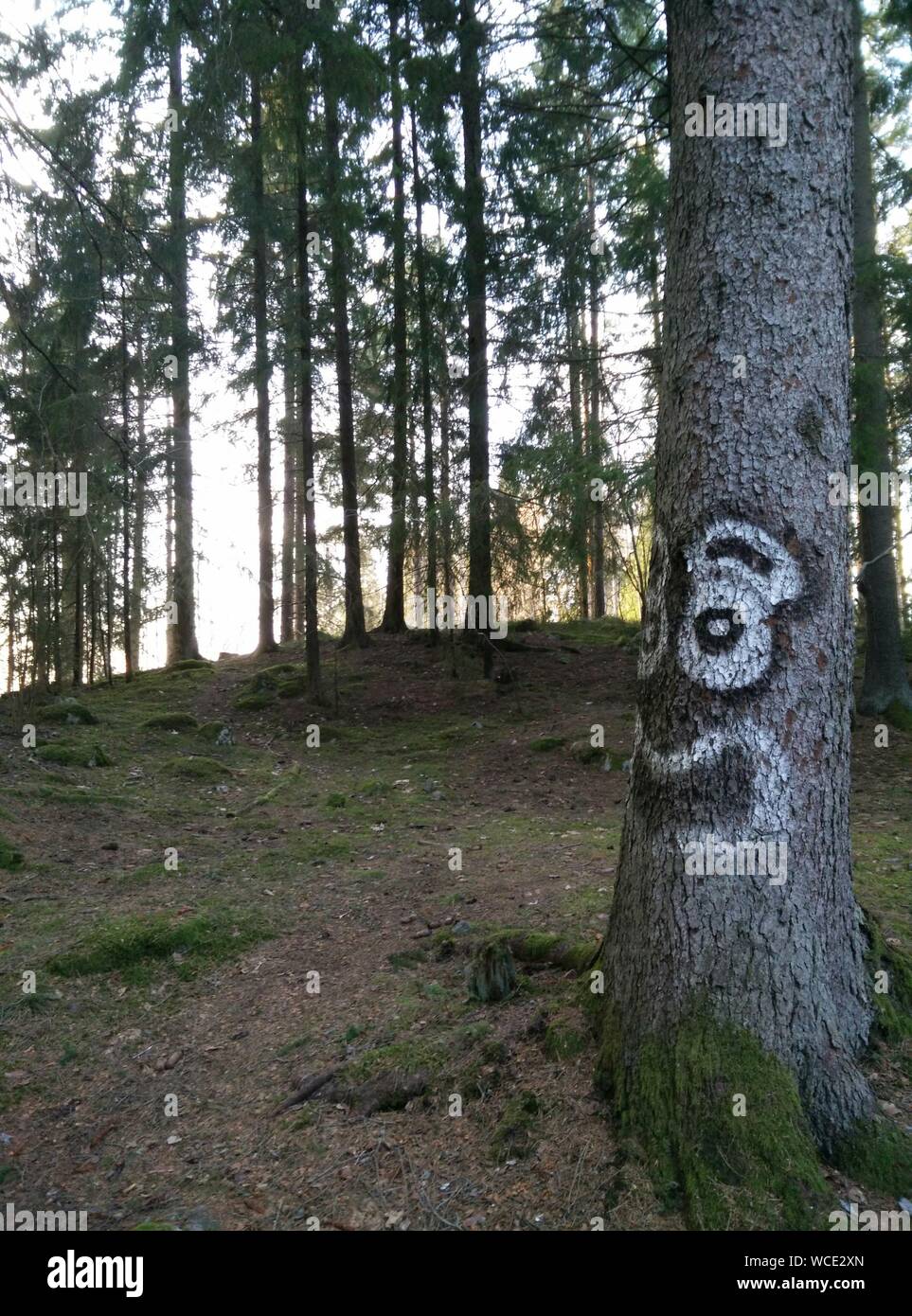 Graffiti tree hi-res stock photography and images - Alamy