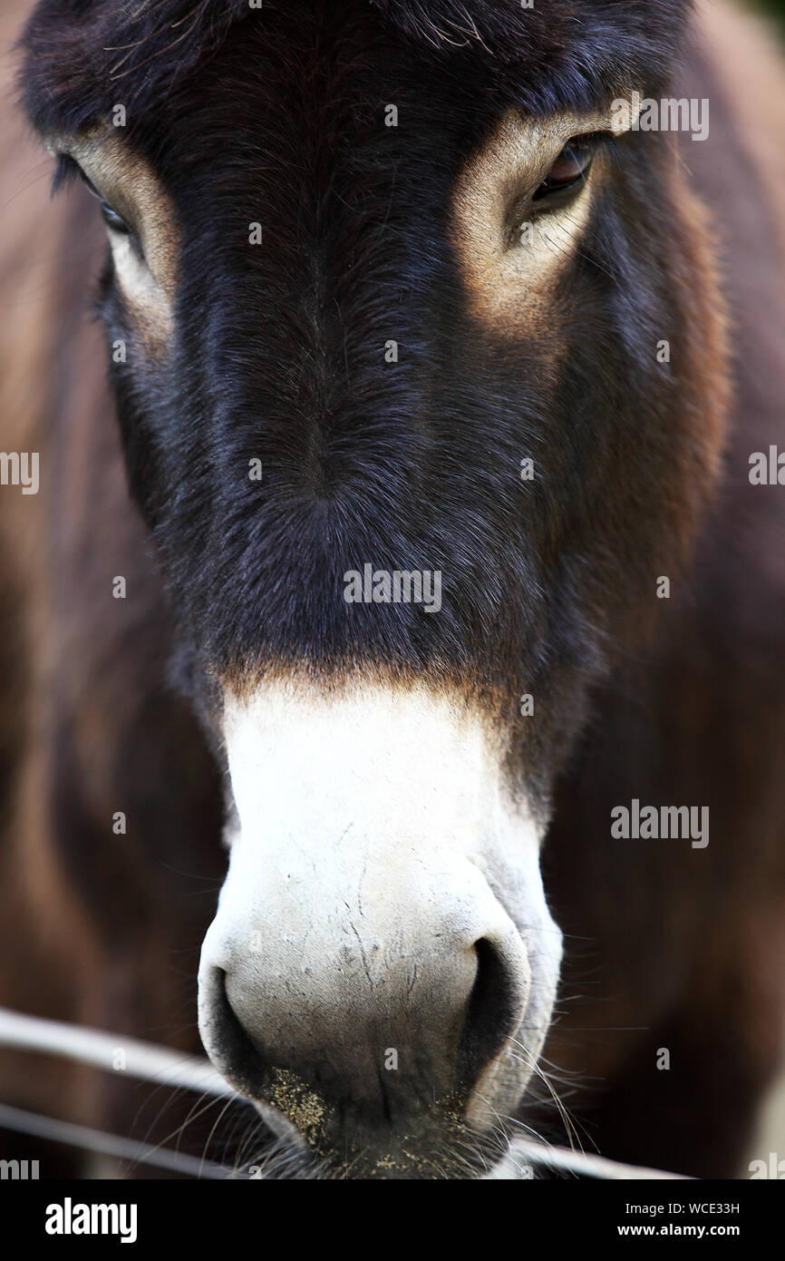 Donkey front face hi-res stock photography and images - Alamy
