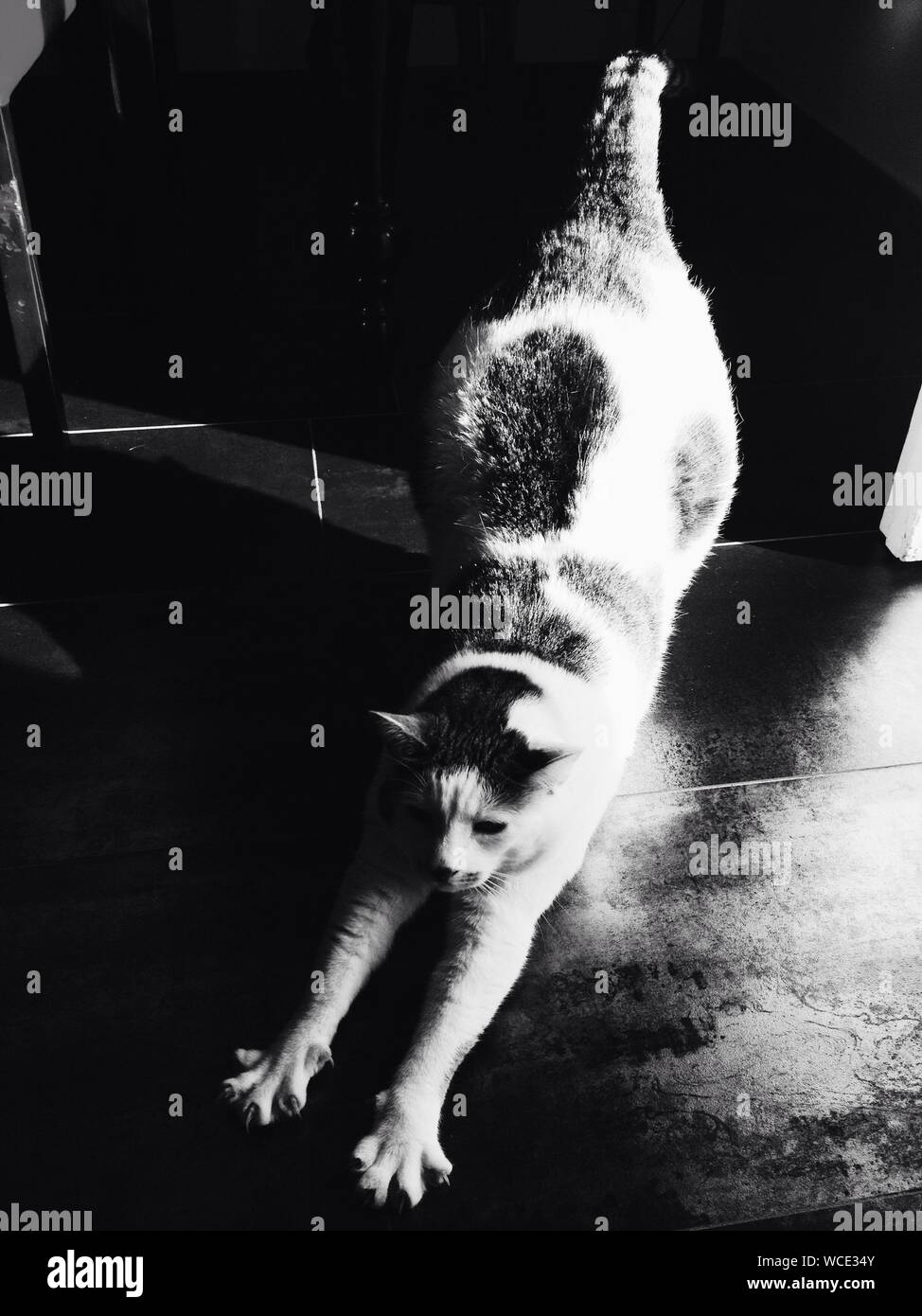 Black and white image of cat hi-res stock photography and images - Alamy