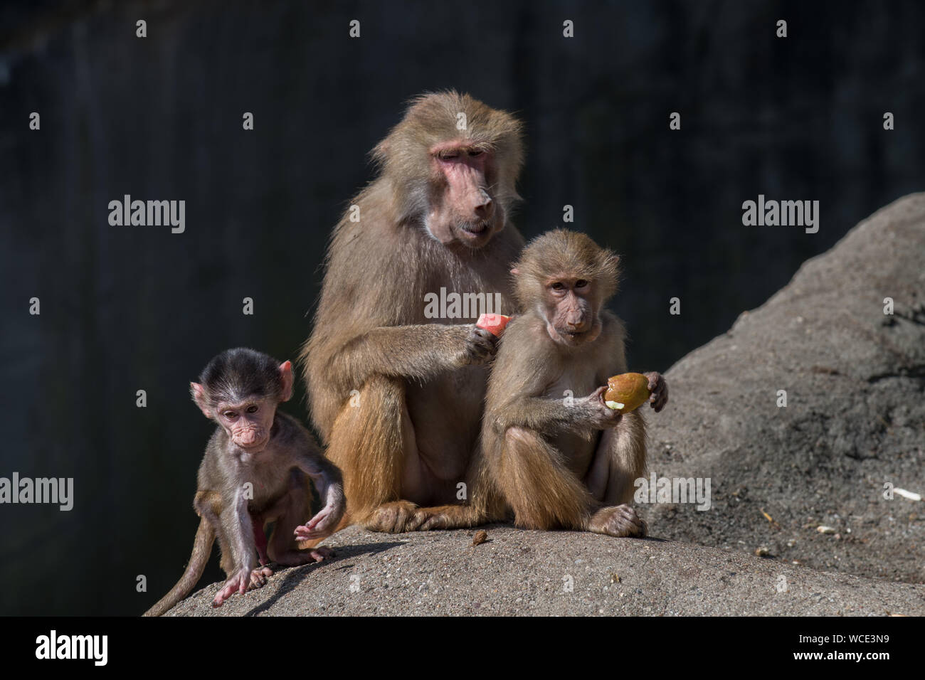 Family of monkeys on rock hi-res stock photography and images - Alamy