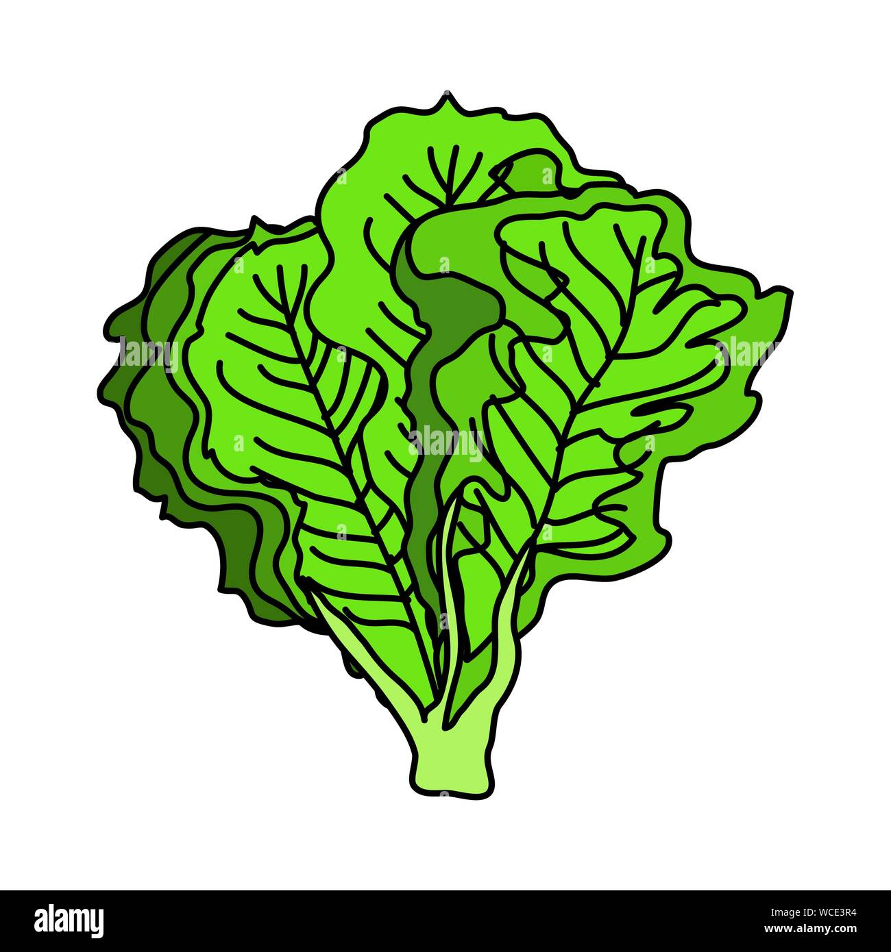fresh lettuce vegetable nature icon Stock Vector Image & Art - Alamy