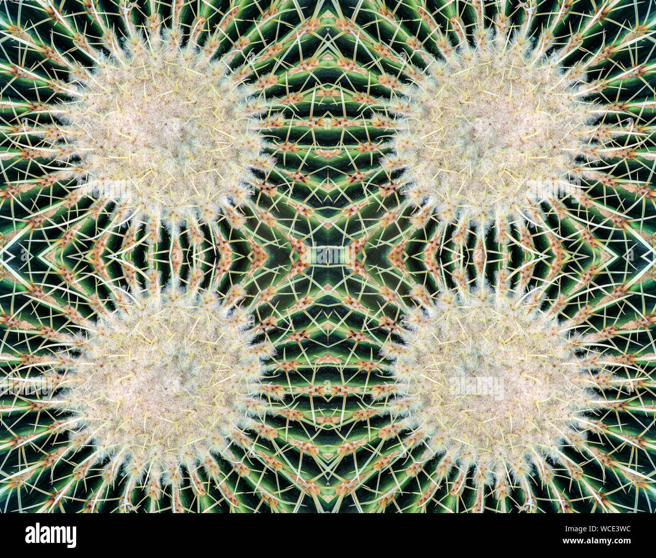 A group of symmetric green cactus with spikes Stock Photo - Alamy
