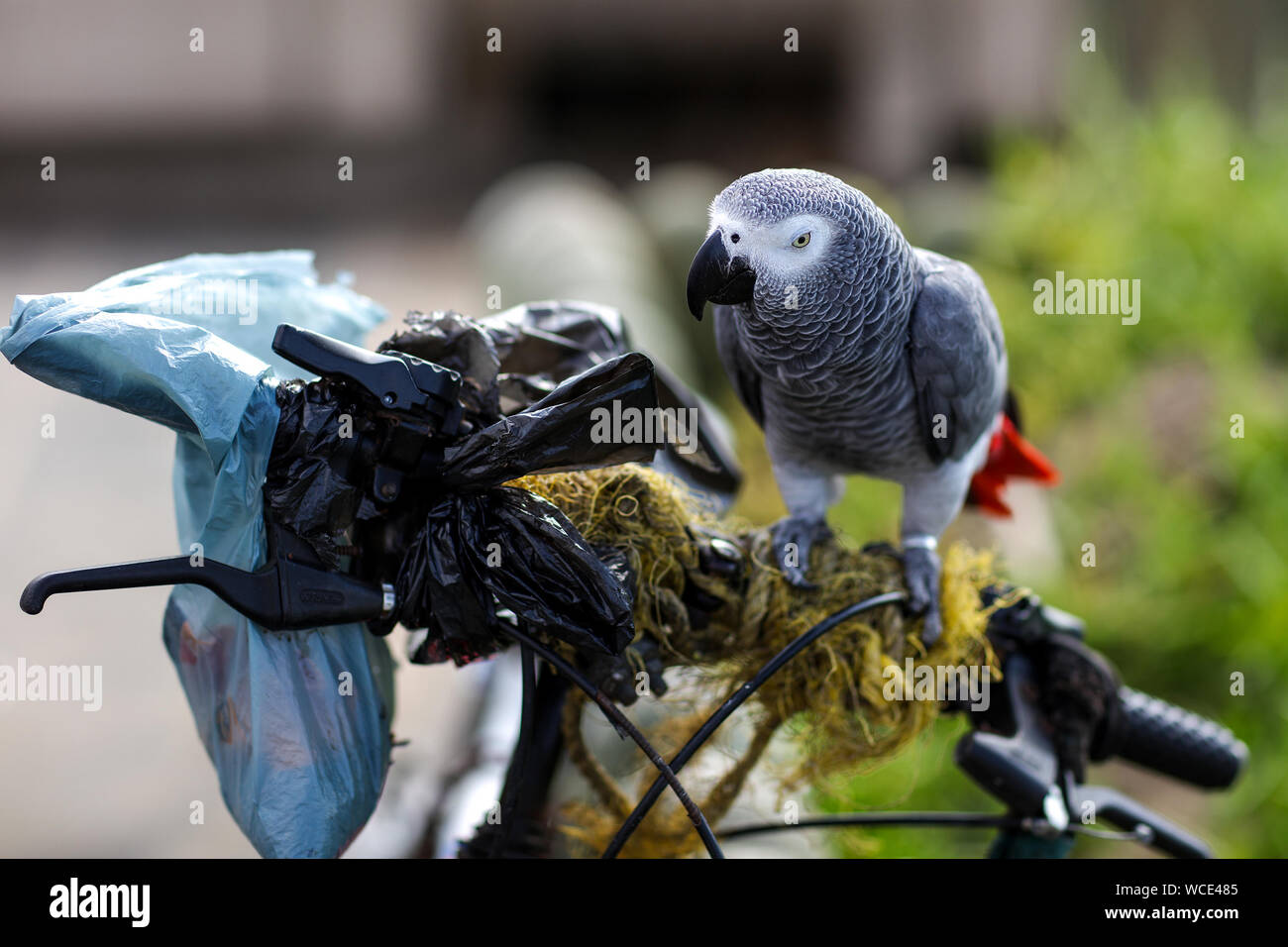 Parrot on bicycle hi-res stock photography and images - Alamy