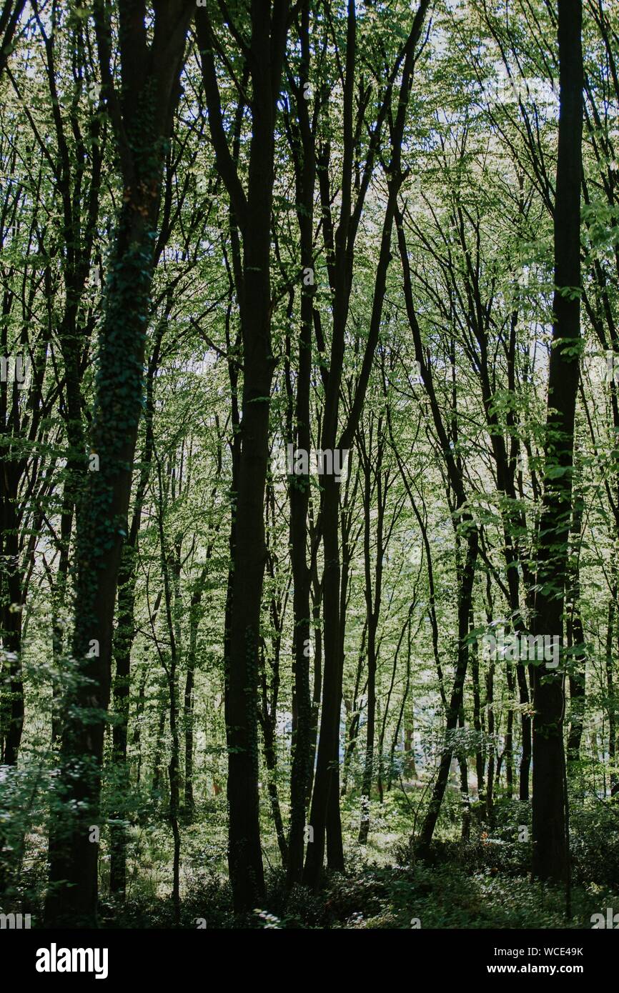 Vertical shot of a forest with tall trees and plants Stock Photo - Alamy
