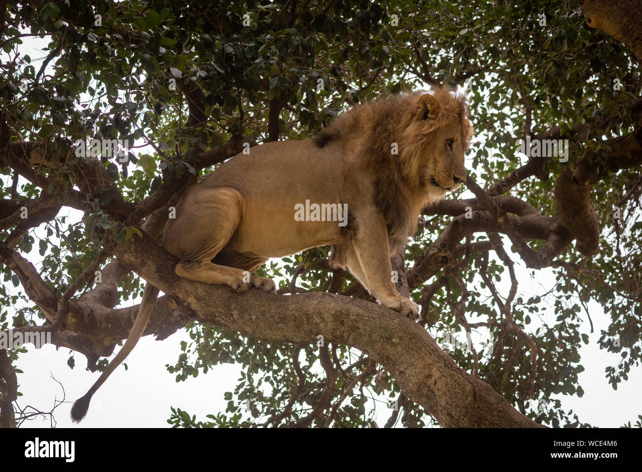 Male lion sits looking down from branch Stock Photo - Alamy
