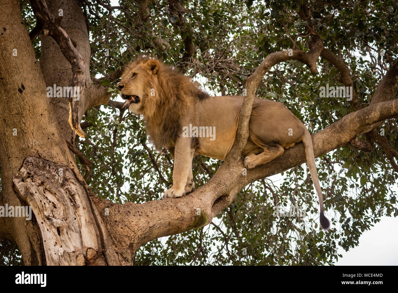 Male lion sits looking out from tree Stock Photo - Alamy