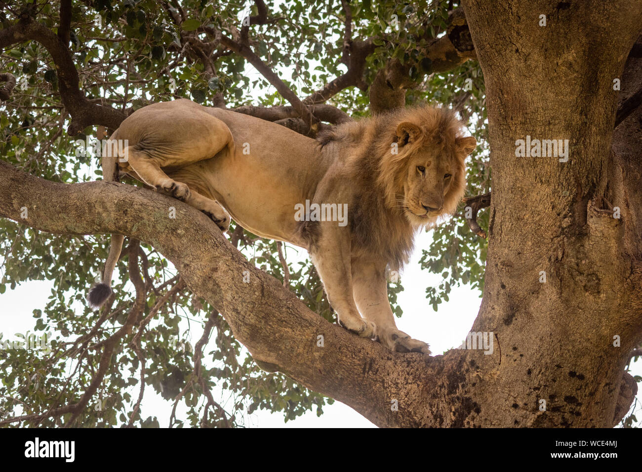 Male lion sits on branch looking down Stock Photo - Alamy