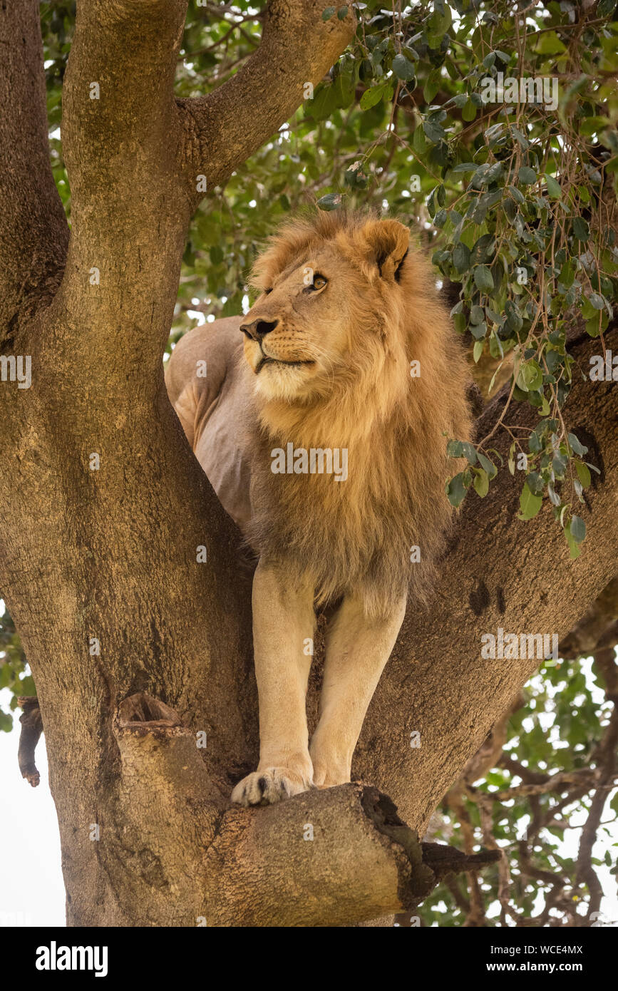 Male lion stands in tree staring up Stock Photo - Alamy