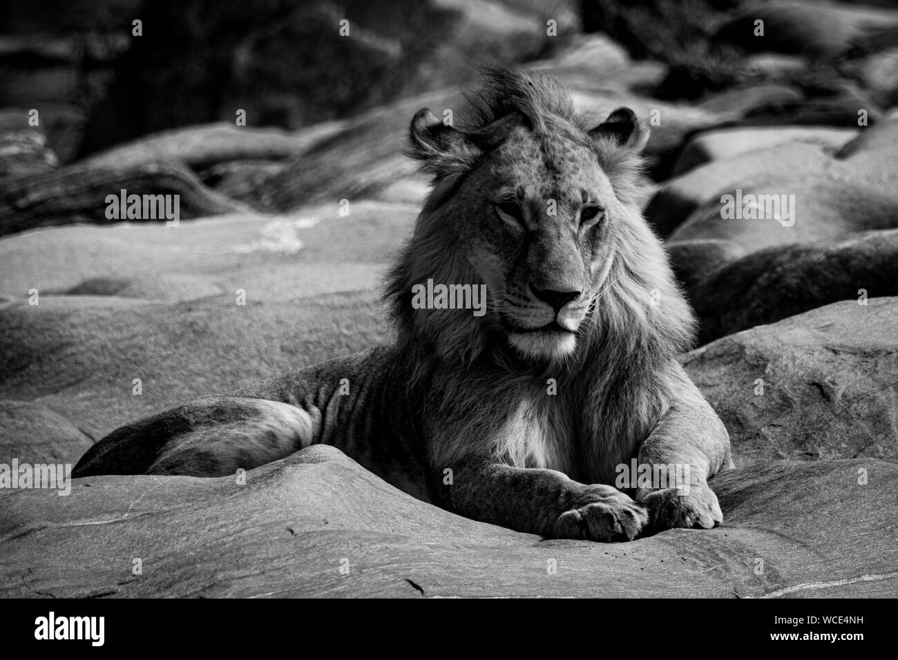 Mono young male lion lies on rocks Stock Photo - Alamy