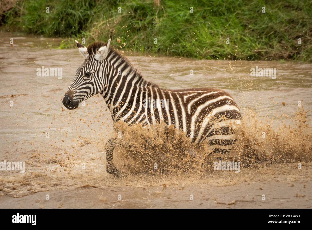 Zebra galloping hi-res stock photography and images - Alamy