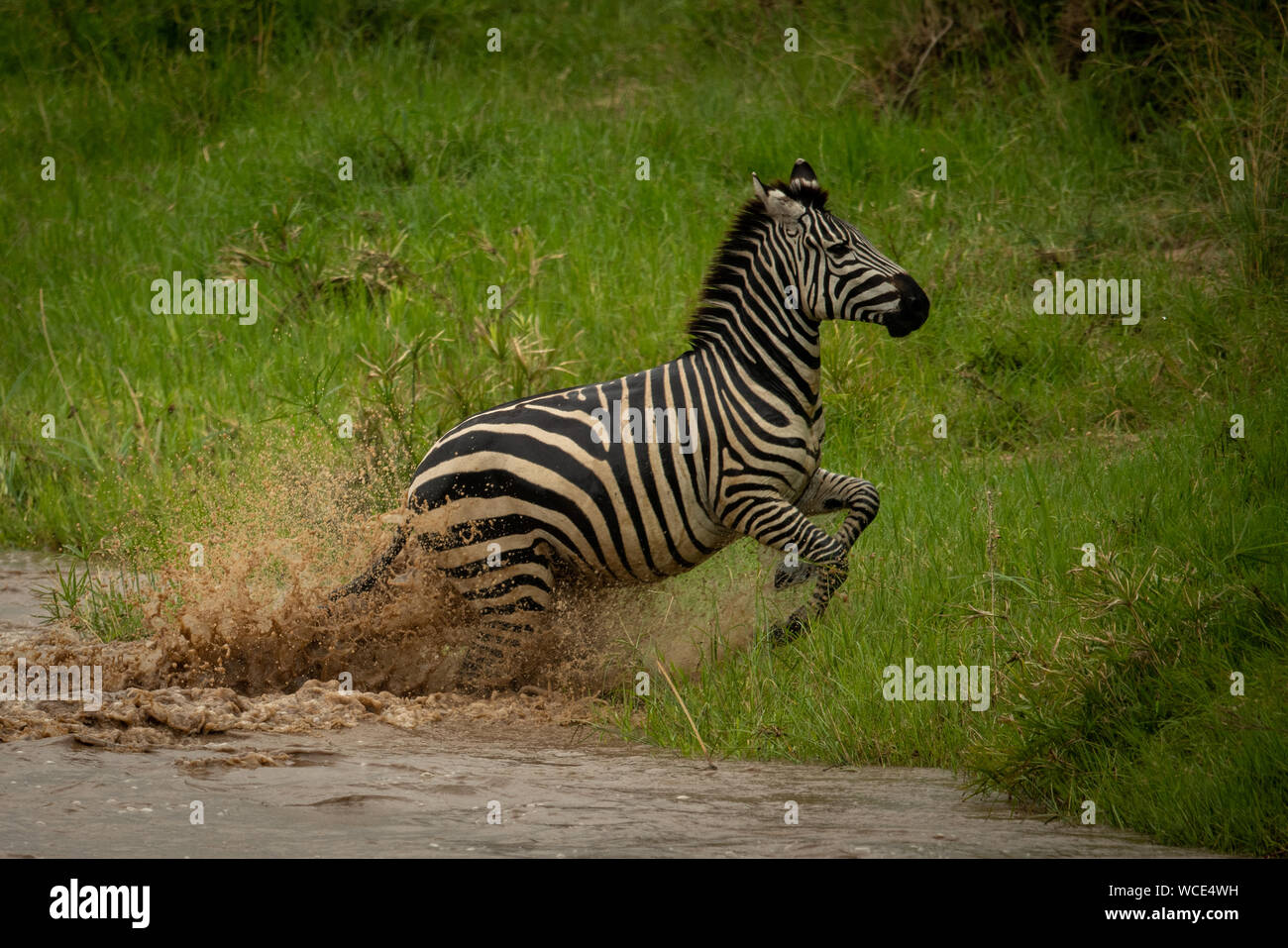 Plains zebra jumps from river onto bank Stock Photo - Alamy