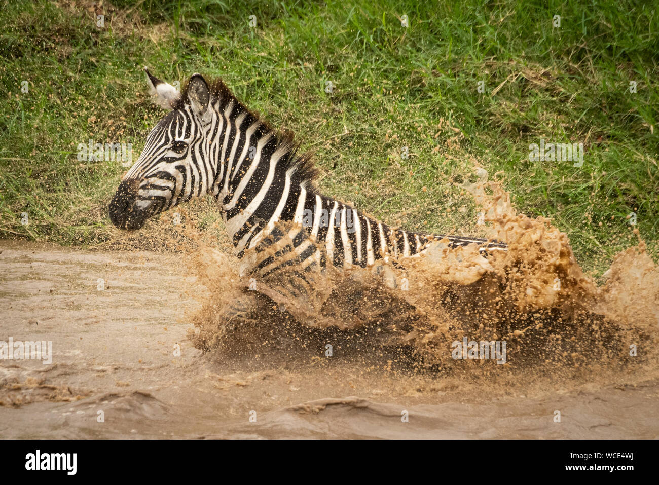 Plains zebra lands splashing in muddy river Stock Photo - Alamy