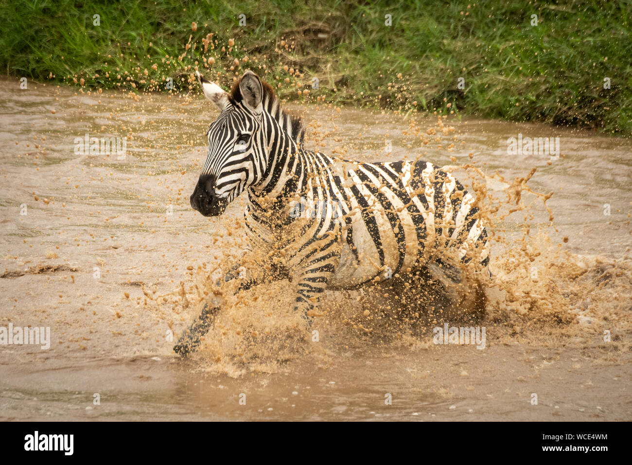 Plains zebra gallops across river with spray Stock Photo - Alamy Plains zebra gallops across river with spray Stock Photo - Alamy