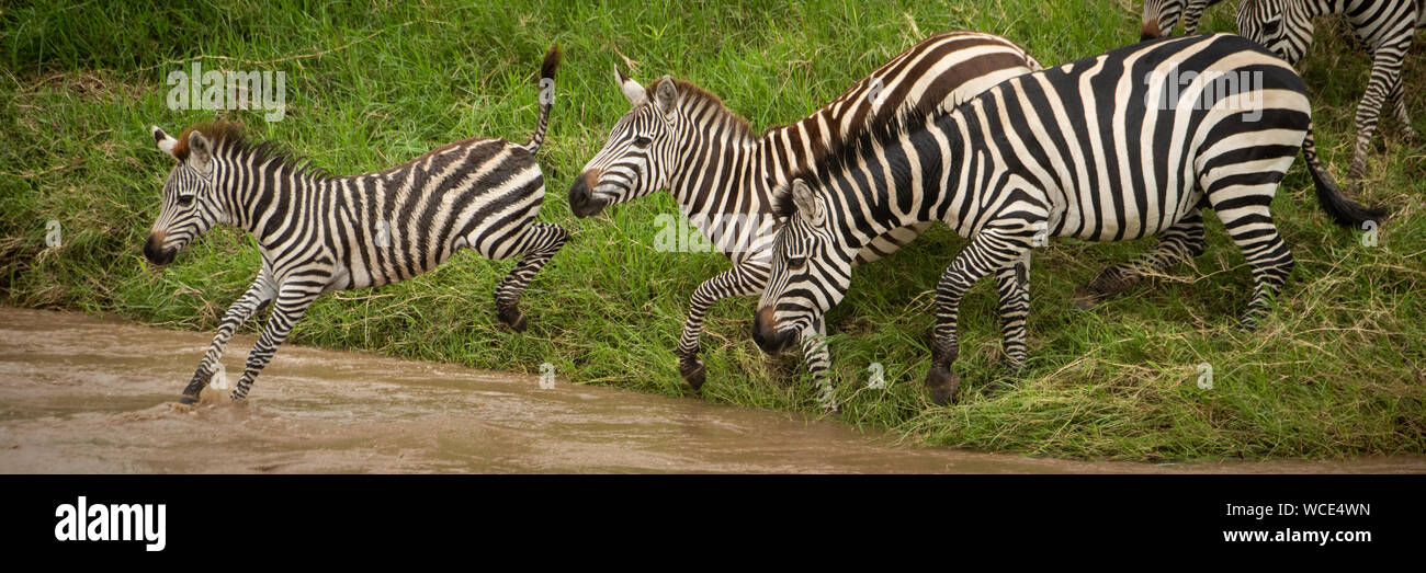 Panorama of plains zebra jumping into river Stock Photo - Alamy