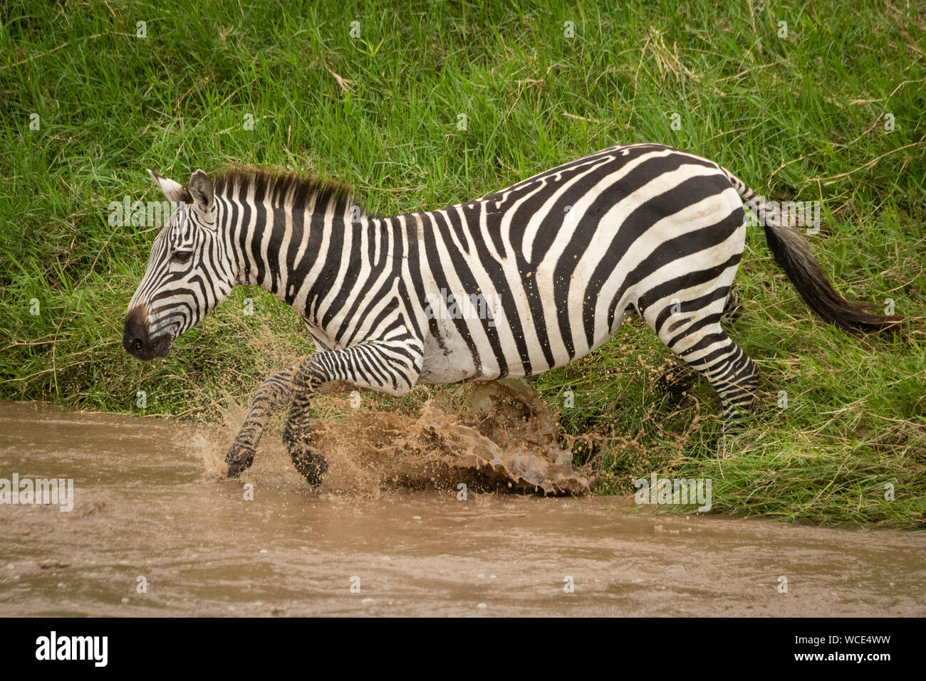 Zebra Jumping Wildlife Africa High Resolution Stock Photography and ...