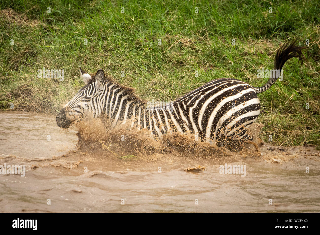 Zebra splashing in water hi-res stock photography and images - Alamy