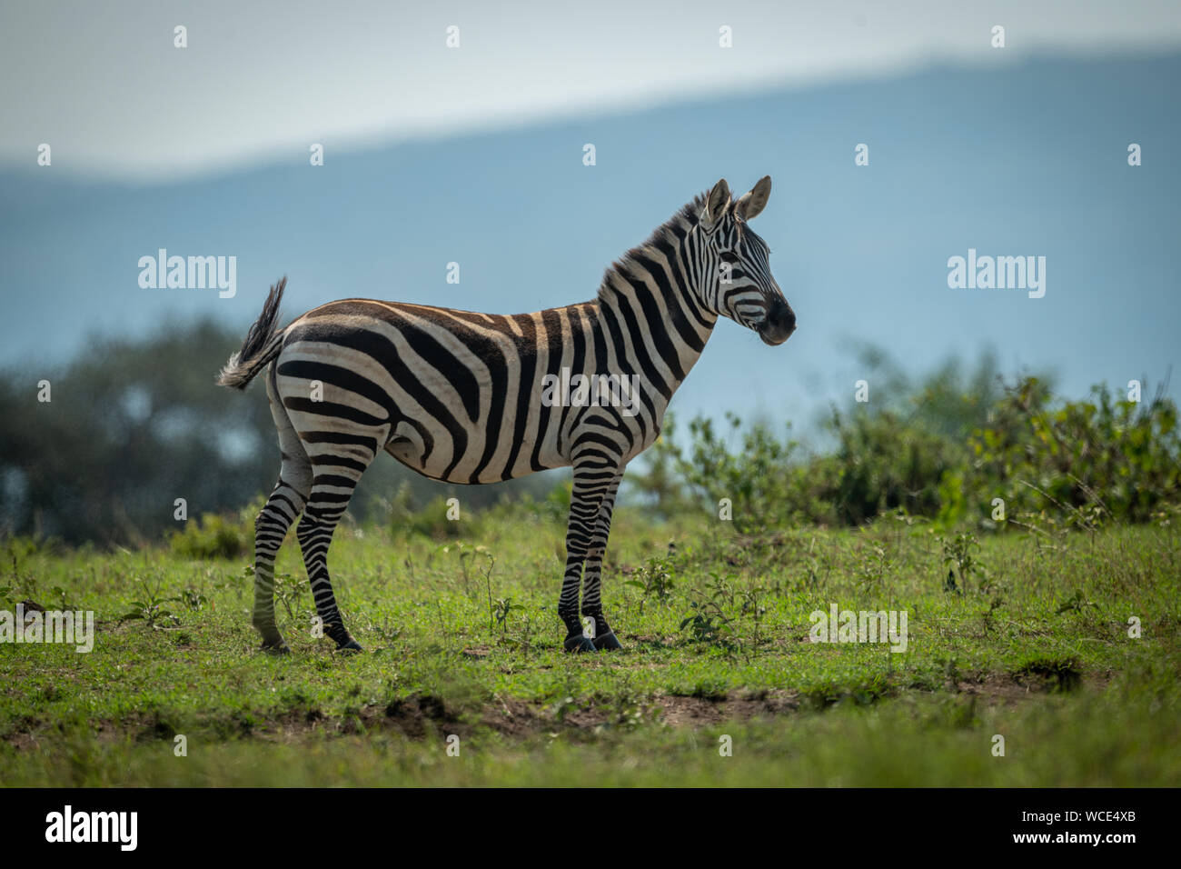 Plains zebra stands on horizon watching camera Stock Photo - Alamy