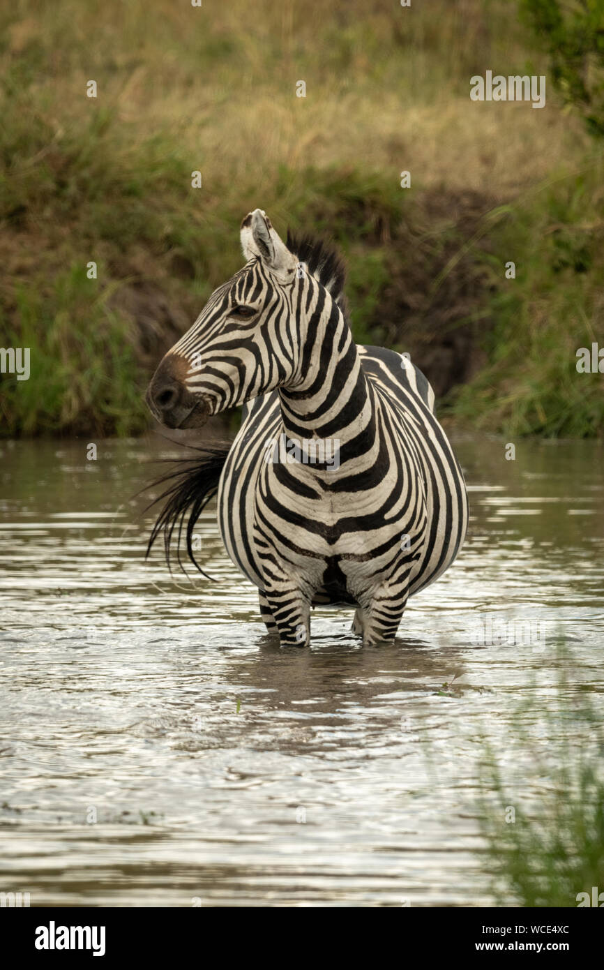 Plains zebra stands in water turning head Stock Photo - Alamy