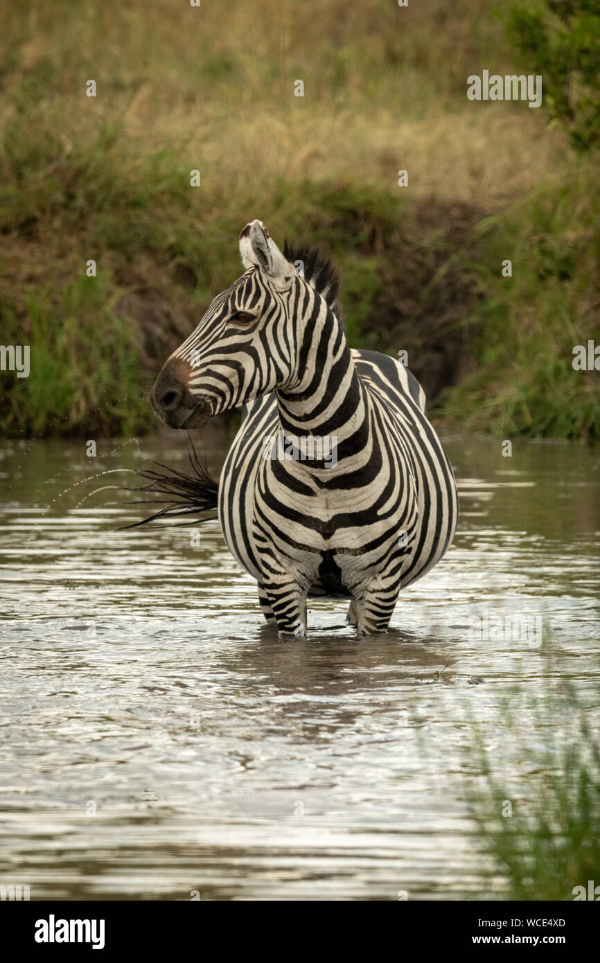 Plains zebra stands in pool turning head Stock Photo - Alamy