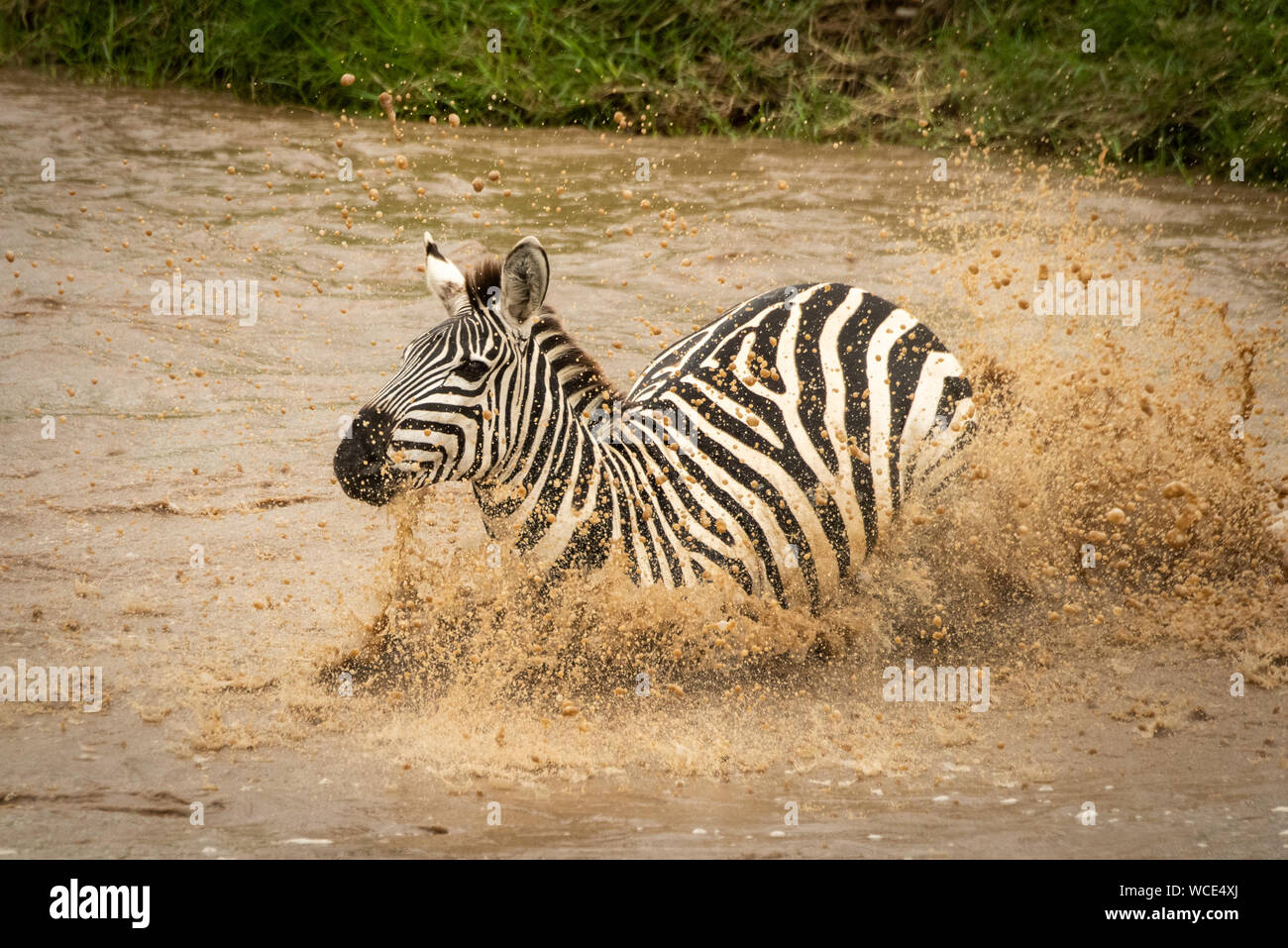 Plains zebra struggles across river with spray Stock Photo - Alamy