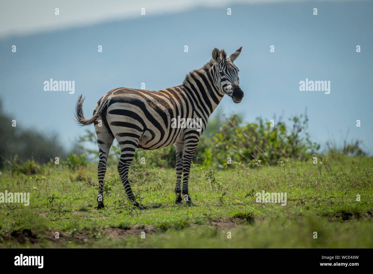 Plains zebra stands on horizon eyeing camera Stock Photo - Alamy