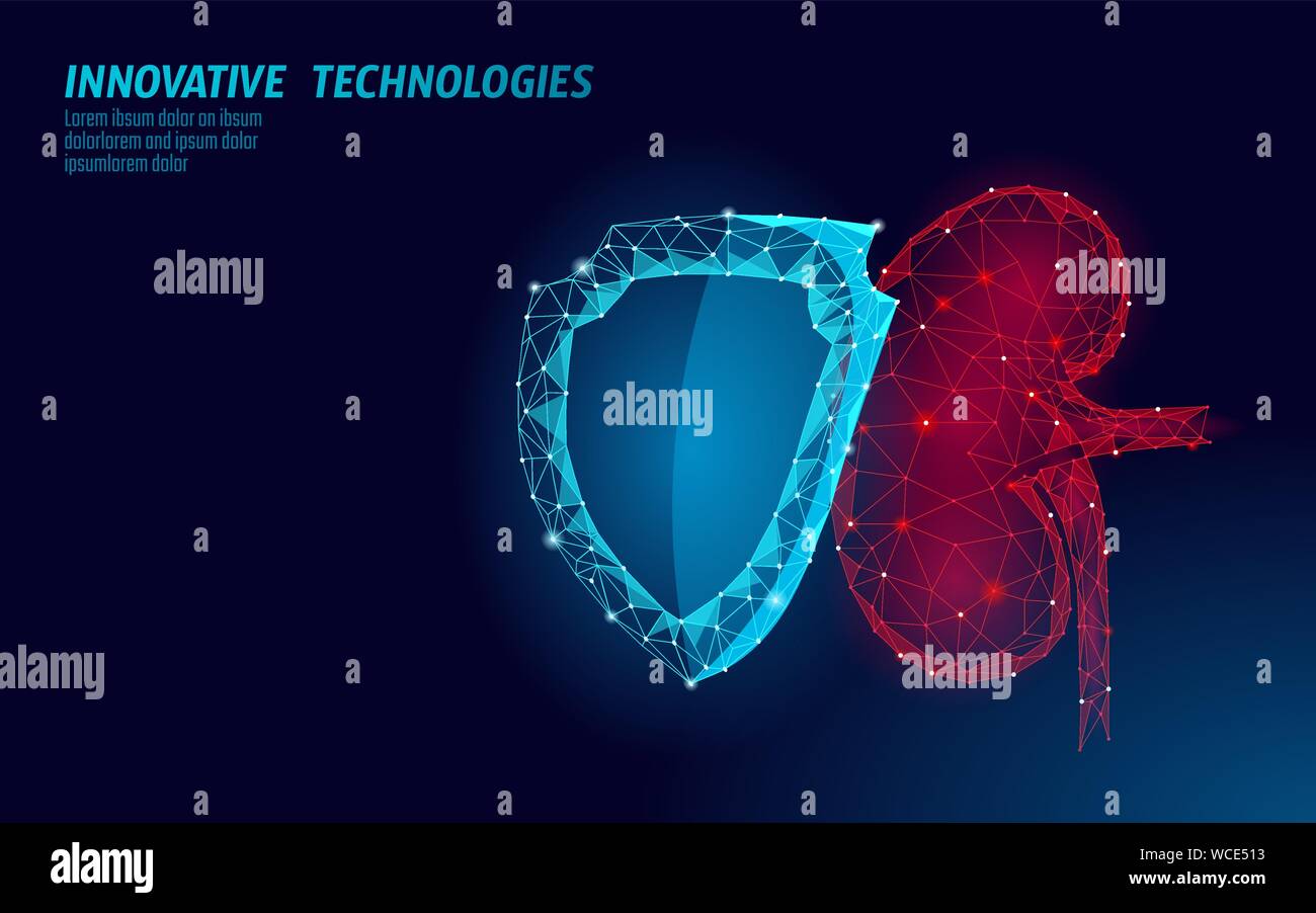 Human kidneys 3d protection shield medicine low poly concept. Triangle ...