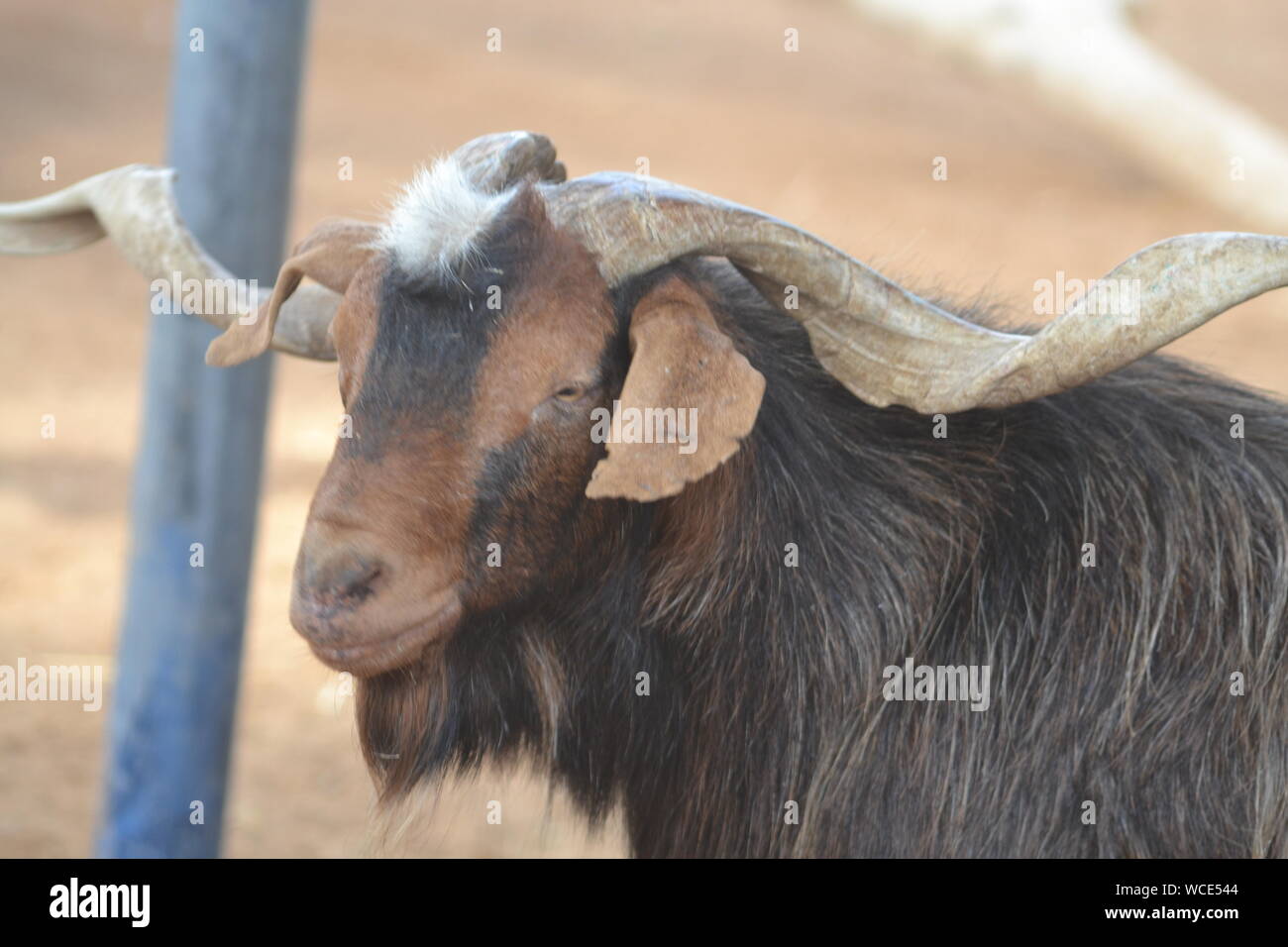 goat with different type of horns Stock Photo - Alamy
