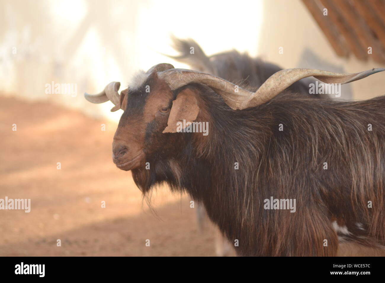 goat with different type of horns Stock Photo - Alamy