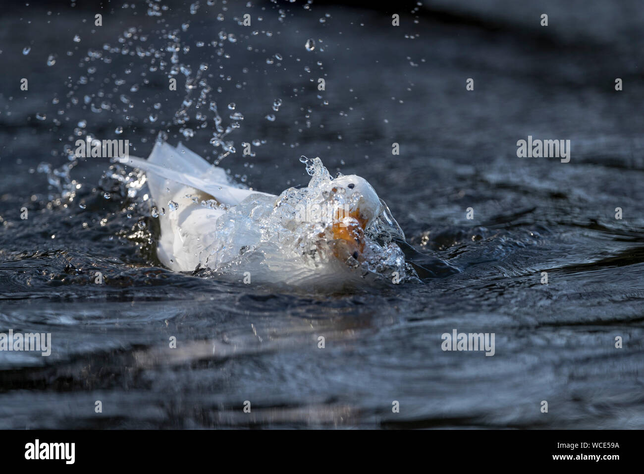 White Duck; Bathing; Devon; UK Stock Photo - Alamy