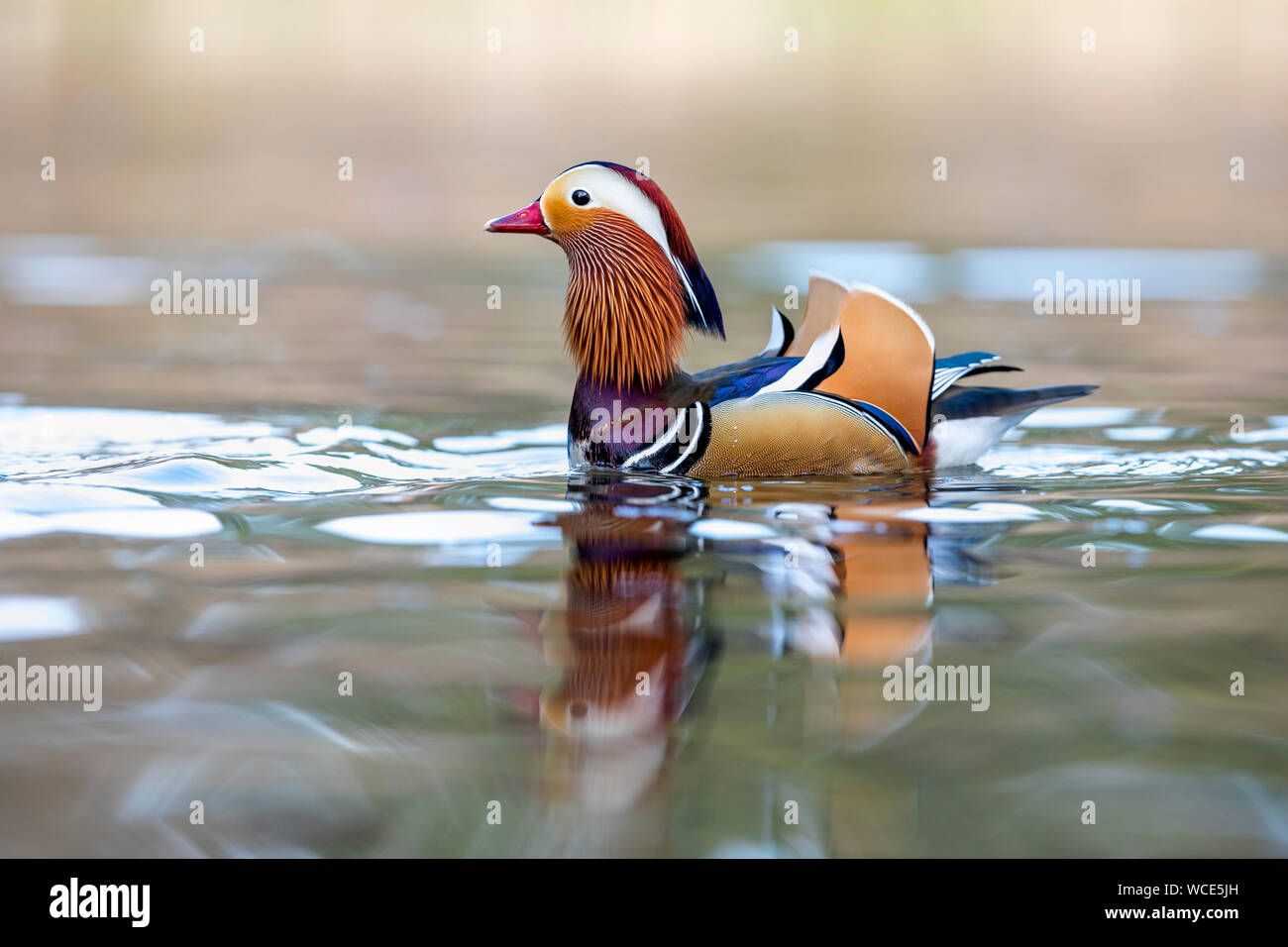 Mandarin Drake High Resolution Stock Photography and Images - Alamy