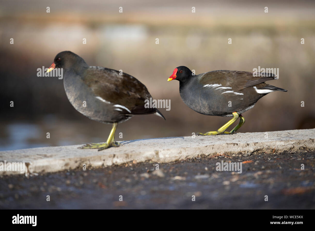 Juvenile moorhen uk hi-res stock photography and images - Alamy