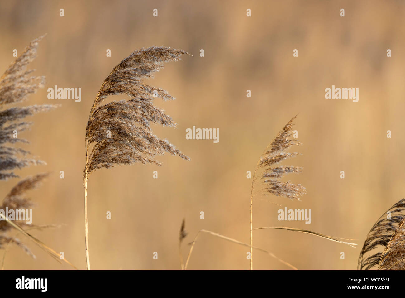 Reed patterns hi-res stock photography and images - Alamy