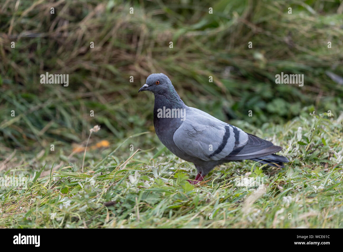 Rock dove pigeon hi-res stock photography and images - Alamy