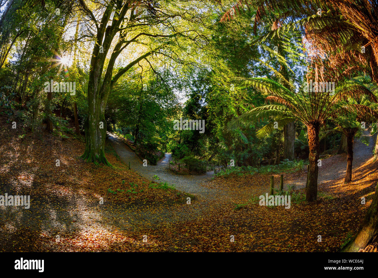 Trebah Garden; Autumn; Cornwall; UK Stock Photo - Alamy