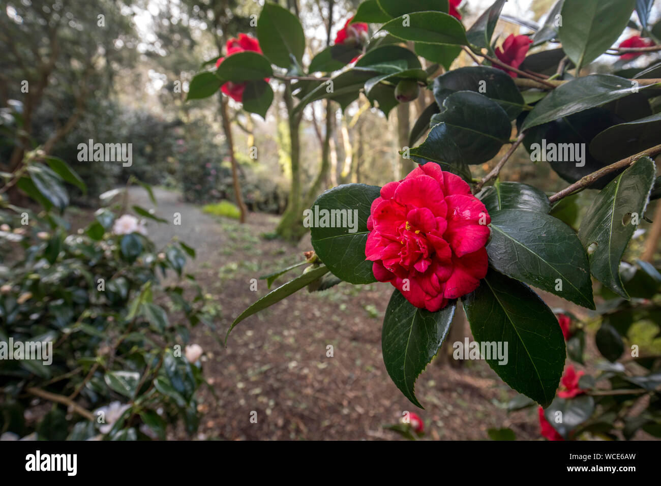 Trebah Garden; Cornwall; UK Stock Photo - Alamy
