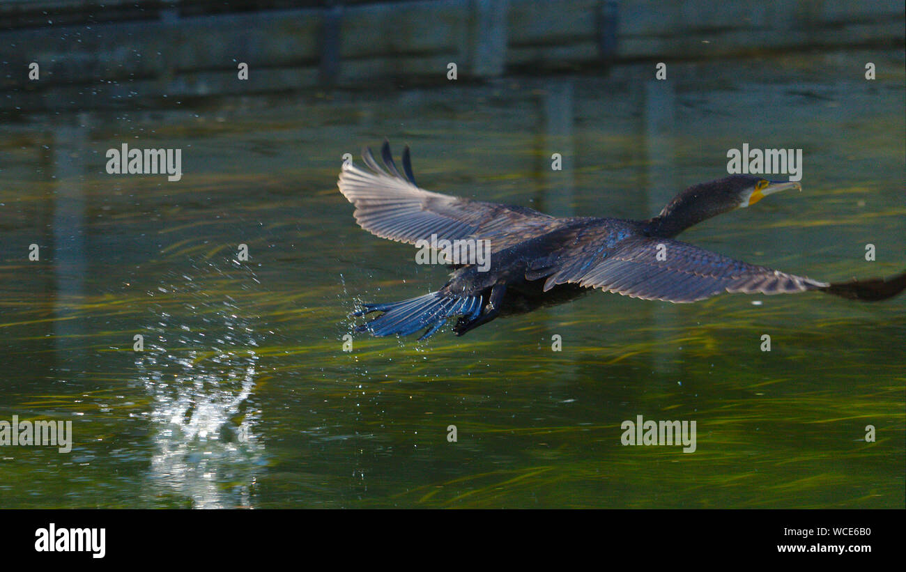 Orange beaked birds hi-res stock photography and images - Alamy
