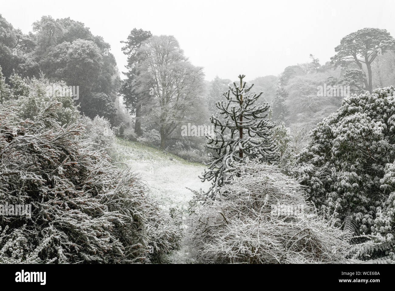 Trebah Garden; Snow; Cornwall; UK Stock Photo - Alamy