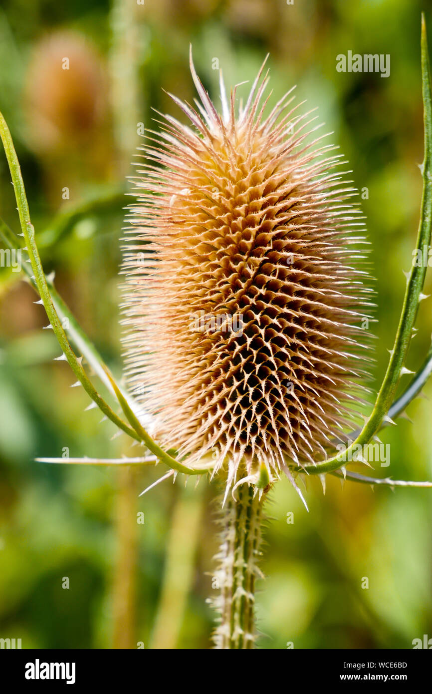 Cardère sylvestre, Garden of La Grande Rouge, Former textile mill ...