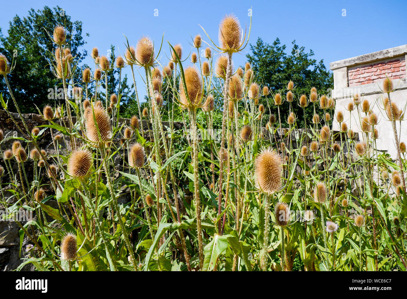Cardère sylvestre, Garden of La Grande Rouge, Former textile mill ...