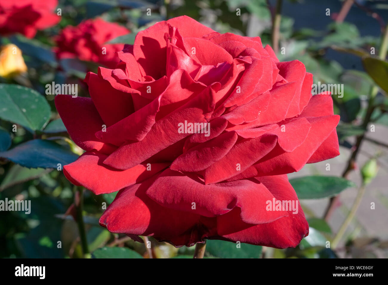 Detailed garden scene hi-res stock photography and images - Alamy