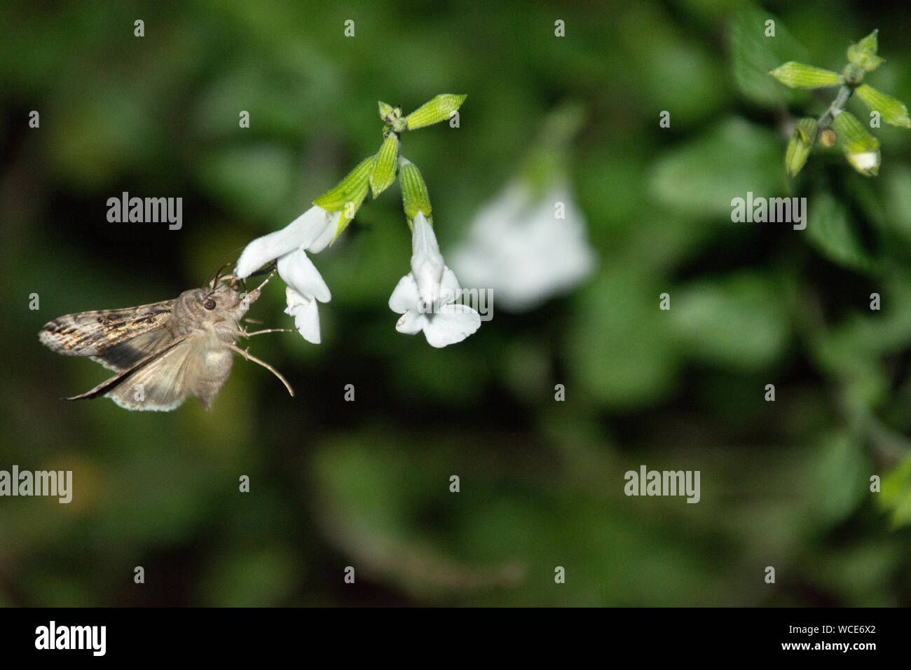 Moth feeds hi-res stock photography and images - Alamy