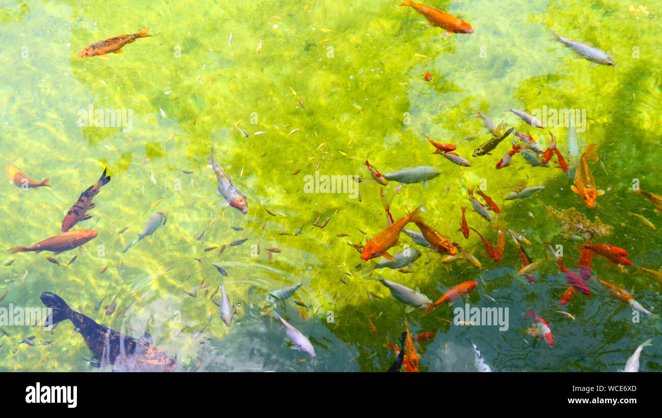 A flock of colorful floating fish in a pond. Lots of trout in wild lake ...