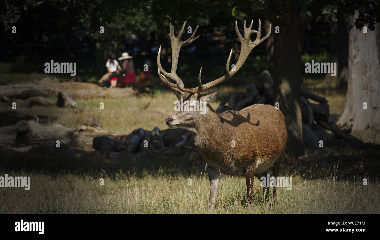Deer in England Stock Photo - Alamy