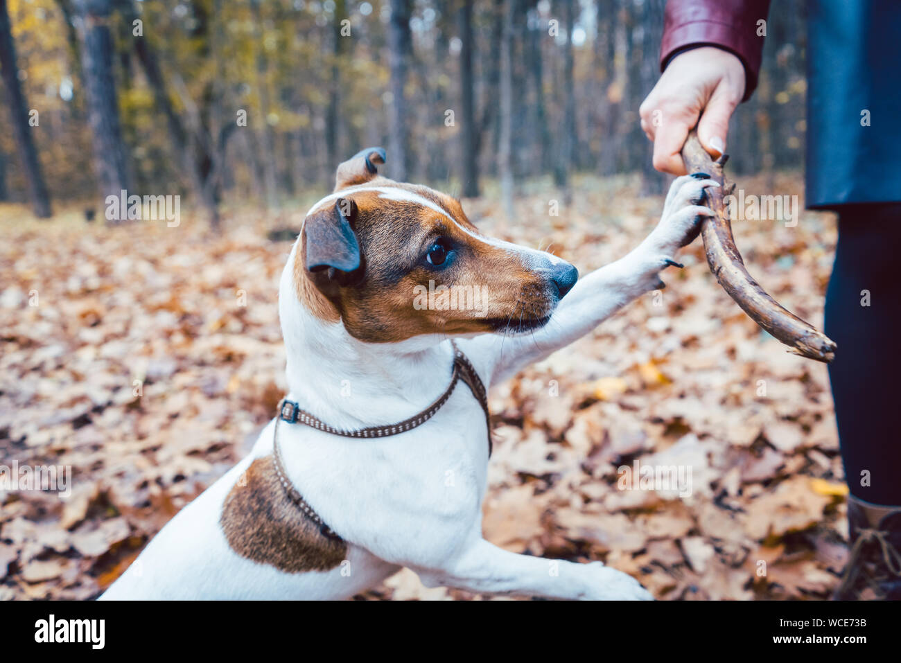 Woman throwing the stick playing with her dog Stock Photo - Alamy